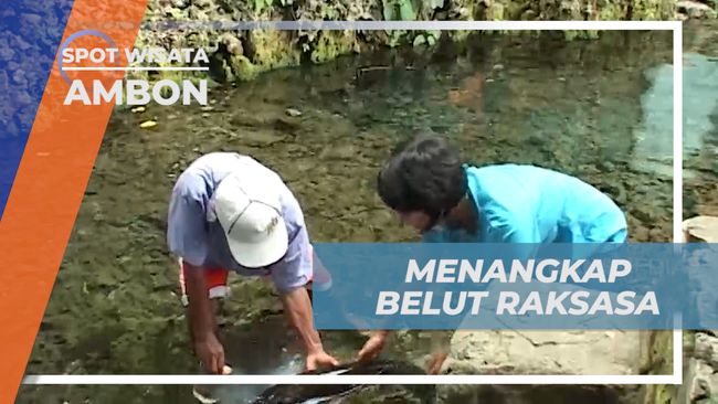 Sensasi Menangkap Belut Raksasa Ikon Wisata Desa Wai, Ambon Sensasi Menangkap Belut Raksasa Ikon Wisata Desa Wai, Ambon