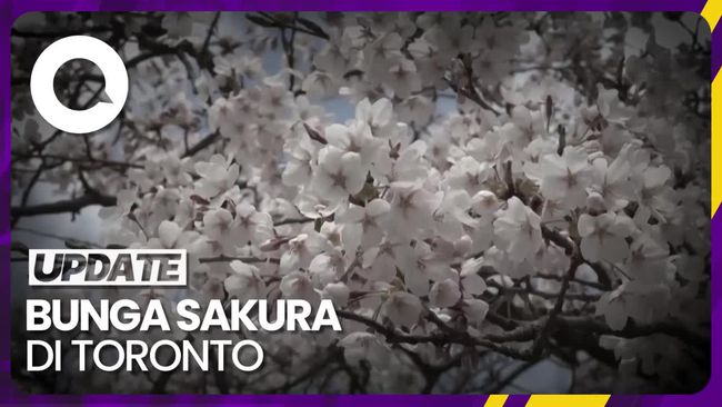 Cantiknya Bunga Sakura Hiasi Musim Semi di Toronto
