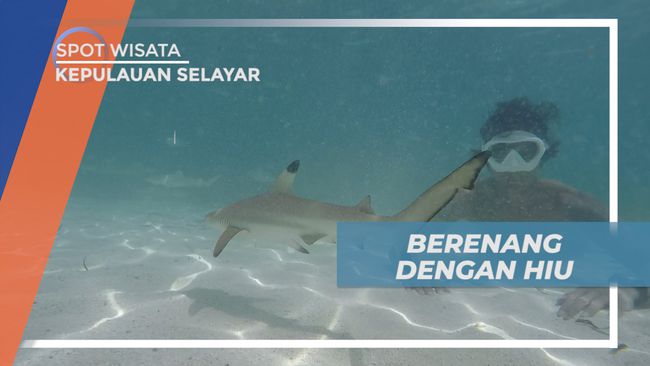 Pengalaman Seru Berenang Bareng Anak Hiu di Pantai Pulau Tinabo ... Pengalaman Seru Berenang Bareng Anak Hiu di Pantai Pulau Tinabo ...