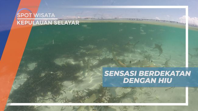 Sensasi, Berdekatan Dengan Sekumpulan Anak Hiu di Pantai Pulau Tinabo ...