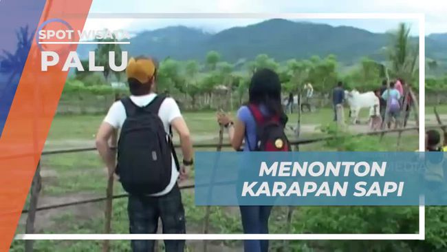 Menonton Karapan Sapi, Tradisi Warga Kota Palu Usai Panen Menonton Karapan Sapi, Tradisi Warga Kota Palu Usai Panen