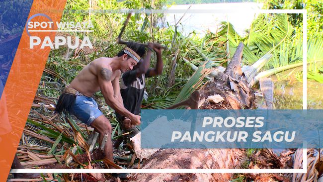 Melihat Pangkur Sagu, Proses Mengolah Pohon Sagu Secara Tradisional, Papua