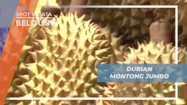 Montong Rase, Durian Jumbo Dengan Daging Tebal dan Lezat, Belitung