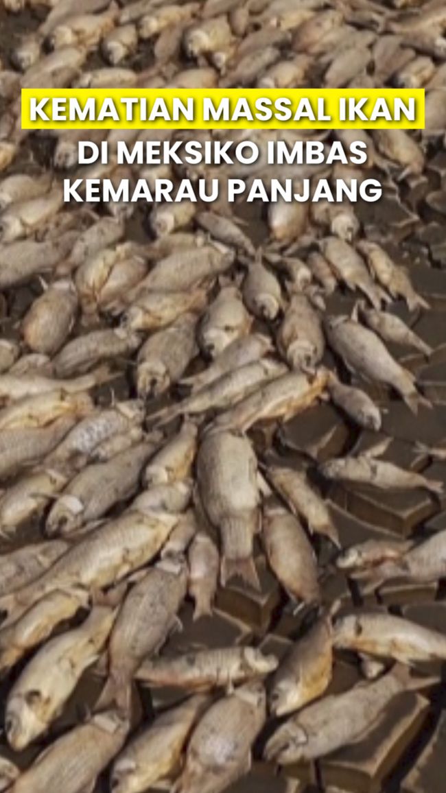 Penampakan Ribuan Ikan Mati di Meksiko Imbas Cuaca Ekstrem Penampakan Ribuan Ikan Mati di Meksiko Imbas Cuaca Ekstrem