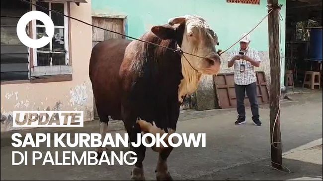 Wujud 'Si Bule' Sapi Kurban Jokowi di Palembang Seberat 1,1 Ton Wujud 'Si Bule' Sapi Kurban Jokowi di Palembang Seberat 1,1 Ton