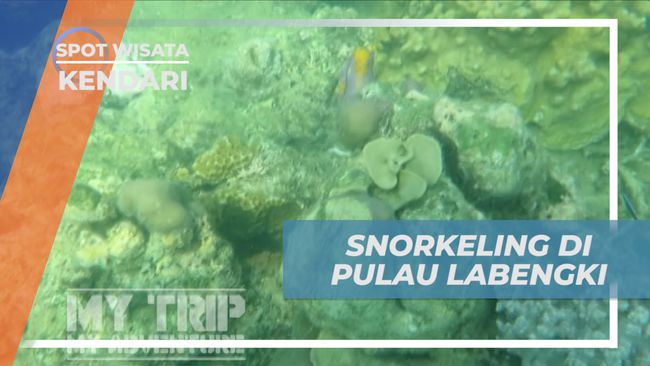 Mengintip Indahnya Bawah Laut Pulau Labengki yang Memukau, Kendari