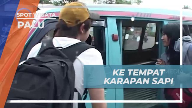 Perjalanan Menuju Karapan Sapi, Budaya yang Lestari di Kota Palu