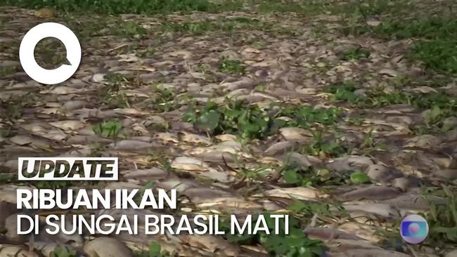 Miris! Ribuan Ikan di Brasil Mati Imbas Limbah Industri Miris! Ribuan Ikan di Brasil Mati Imbas Limbah Industri