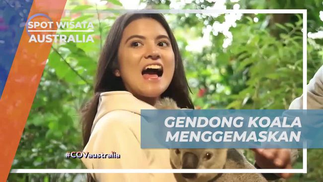 Menggemaskan! Gendong Koala di Currumbin, Australia