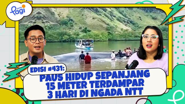 Paus Hidup Sepanjang 15 Meter Terdampar 3 Hari di Ngada NTT