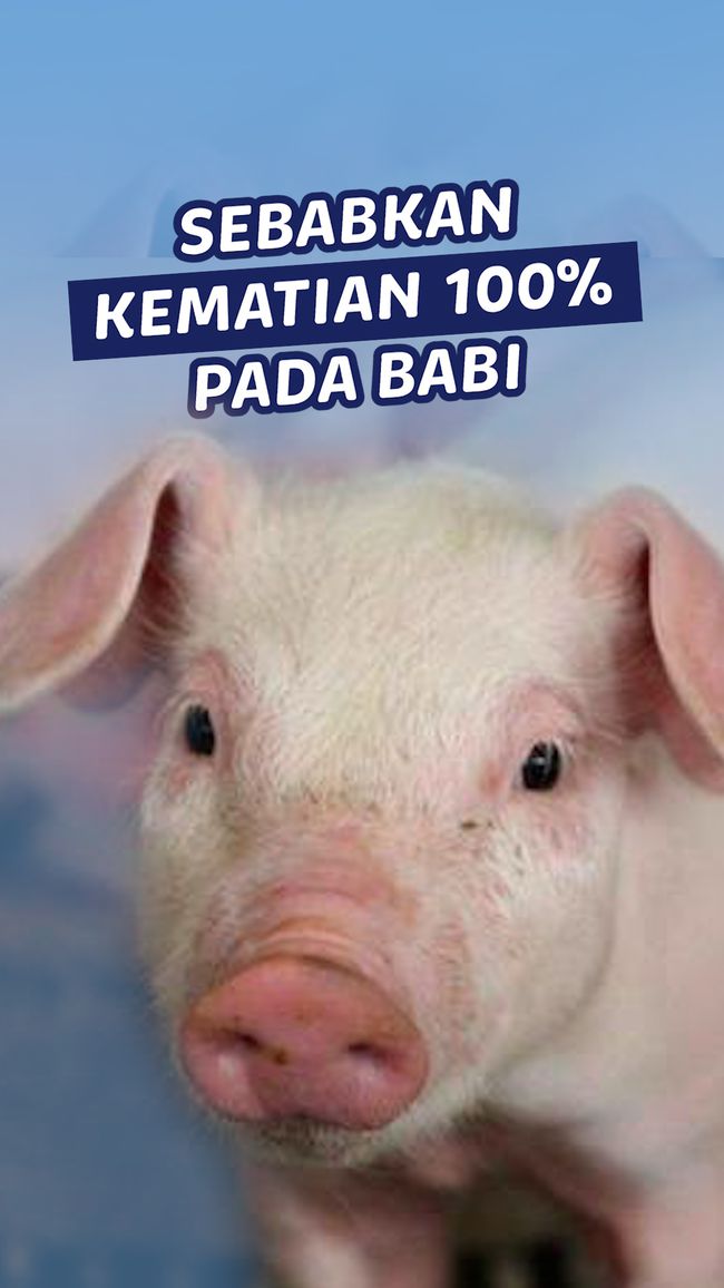 Video: Kemenkes Ungkap Cara Penularan Demam Babi Afrika