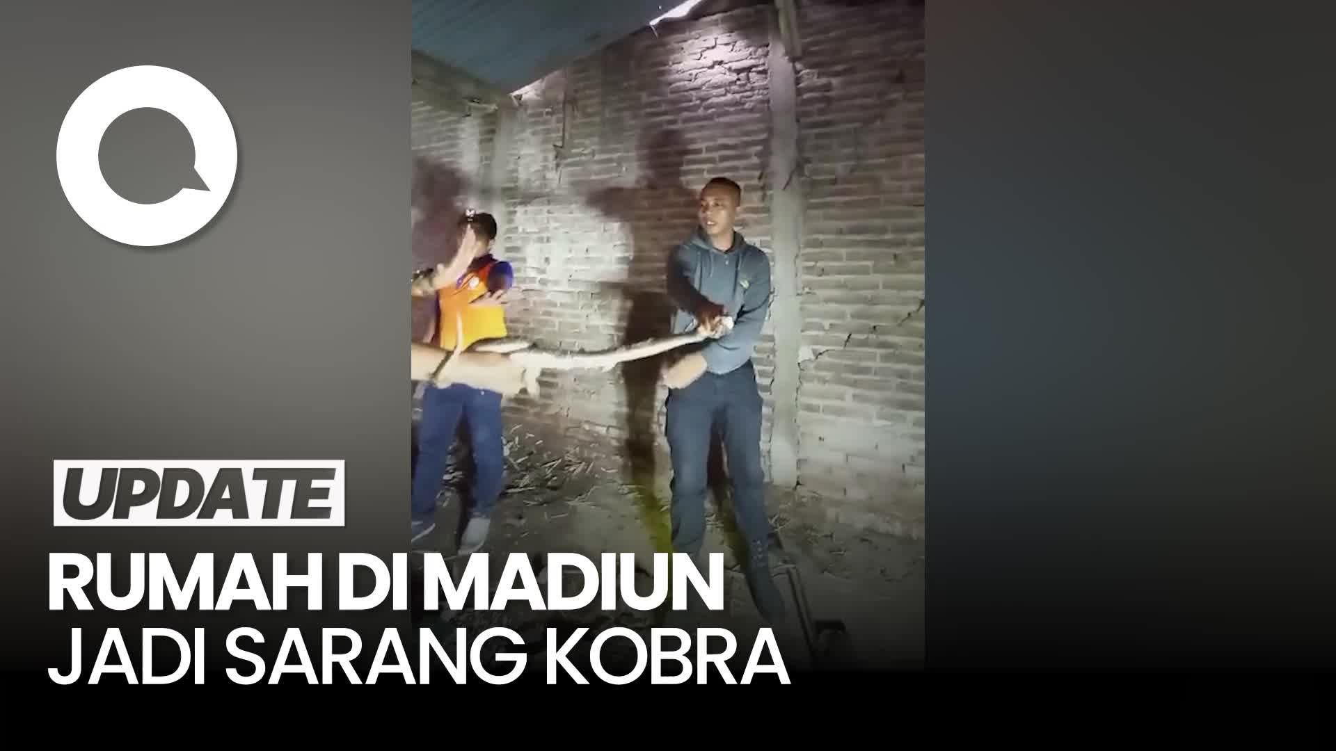 Video: Ngeri! Rumah Warga di Madiun Jadi Sarang Ular Kobra