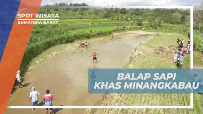 Menyaksikan Balapan Sapi Khas Minangkabau di Sumatera Barat