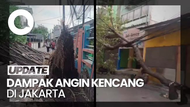 Video: Hujan Deras & Angin Kencang Tumbangkan Sejumlah Pohon di Jakarta