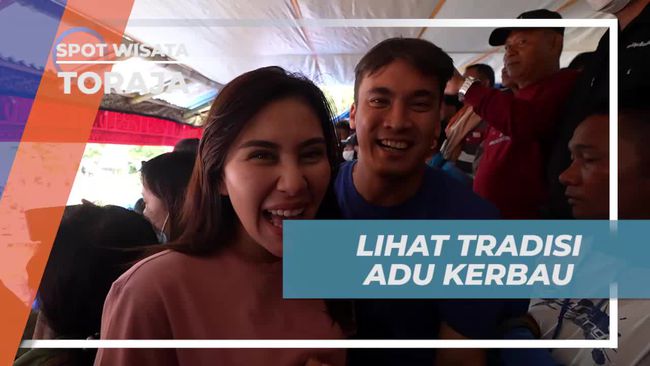 Menyaksikan Tradisi Adu Kerbau Ma'pasilaga Tedong di Toraja